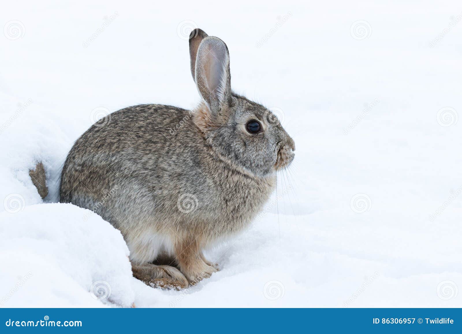 Cottontail Rabbit in Snow stock image. Image of wild - 86306957