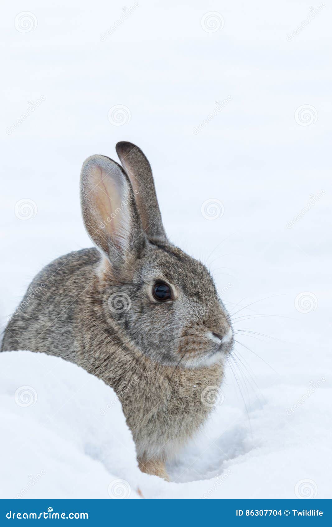 Cottontail Rabbit in Snow stock photo. Image of bunny - 86307704