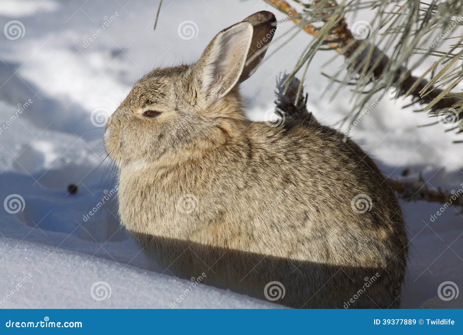 Cottontail Rabbit in Snow stock image. Image of cute - 39377889