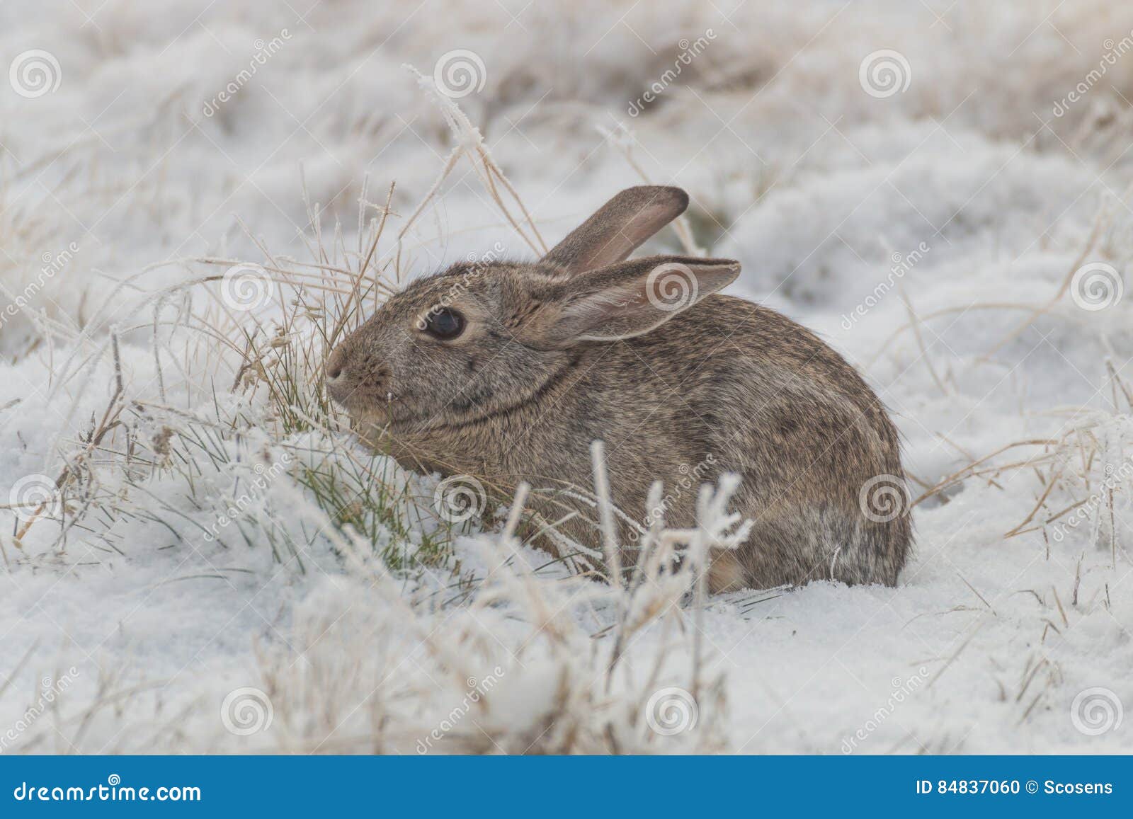 Cottontail Rabbit in Snow stock photo. Image of winter - 84837060