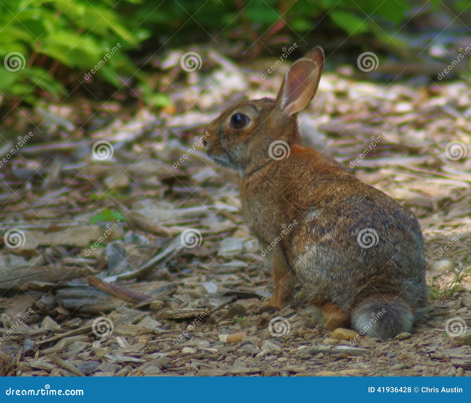 Cottontail Rabbit stock photo. Image of isolated, mammal - 41936428