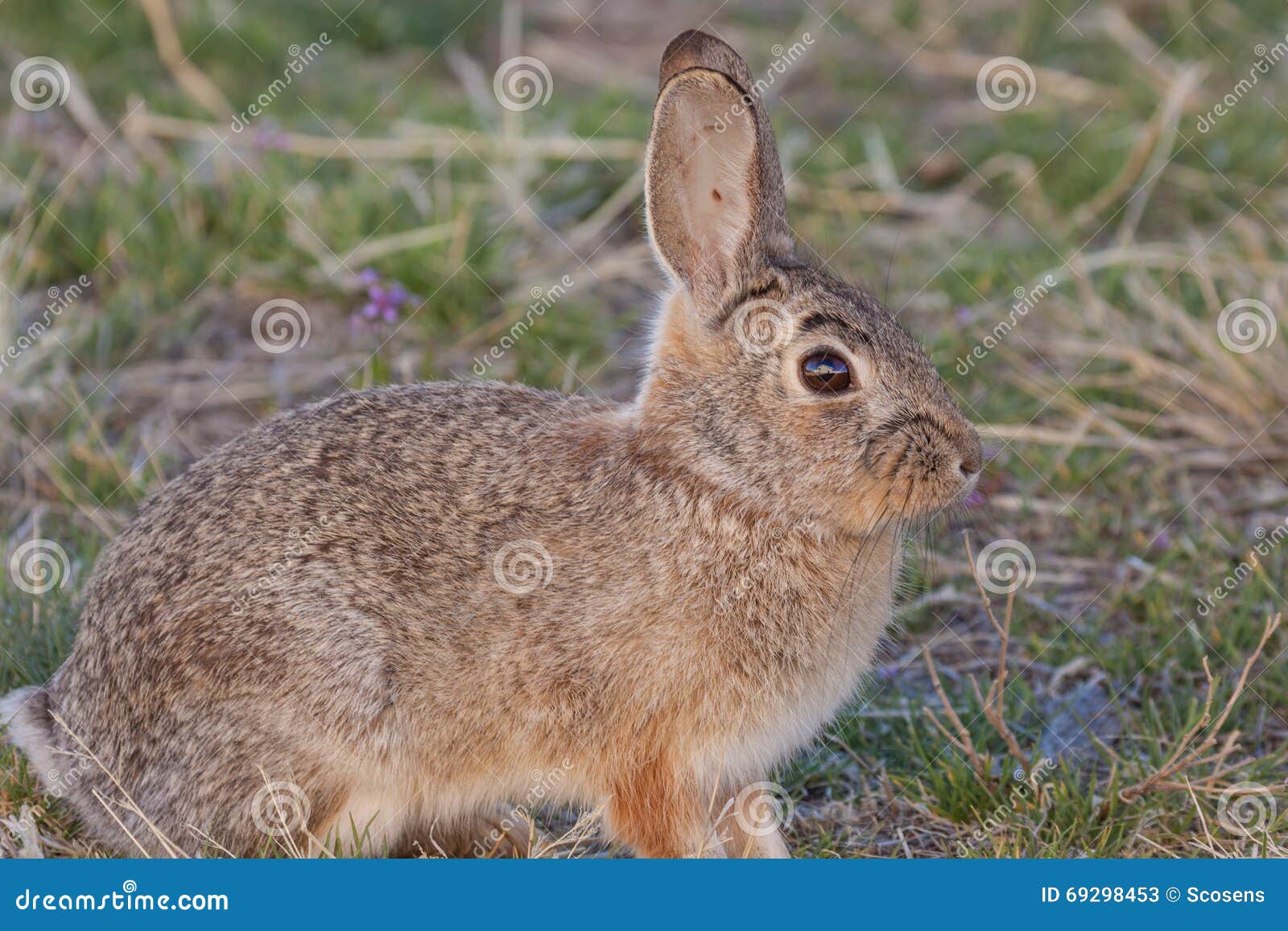 Cottontail Rabbit Up Close stock image. Image of cottontail - 69298453