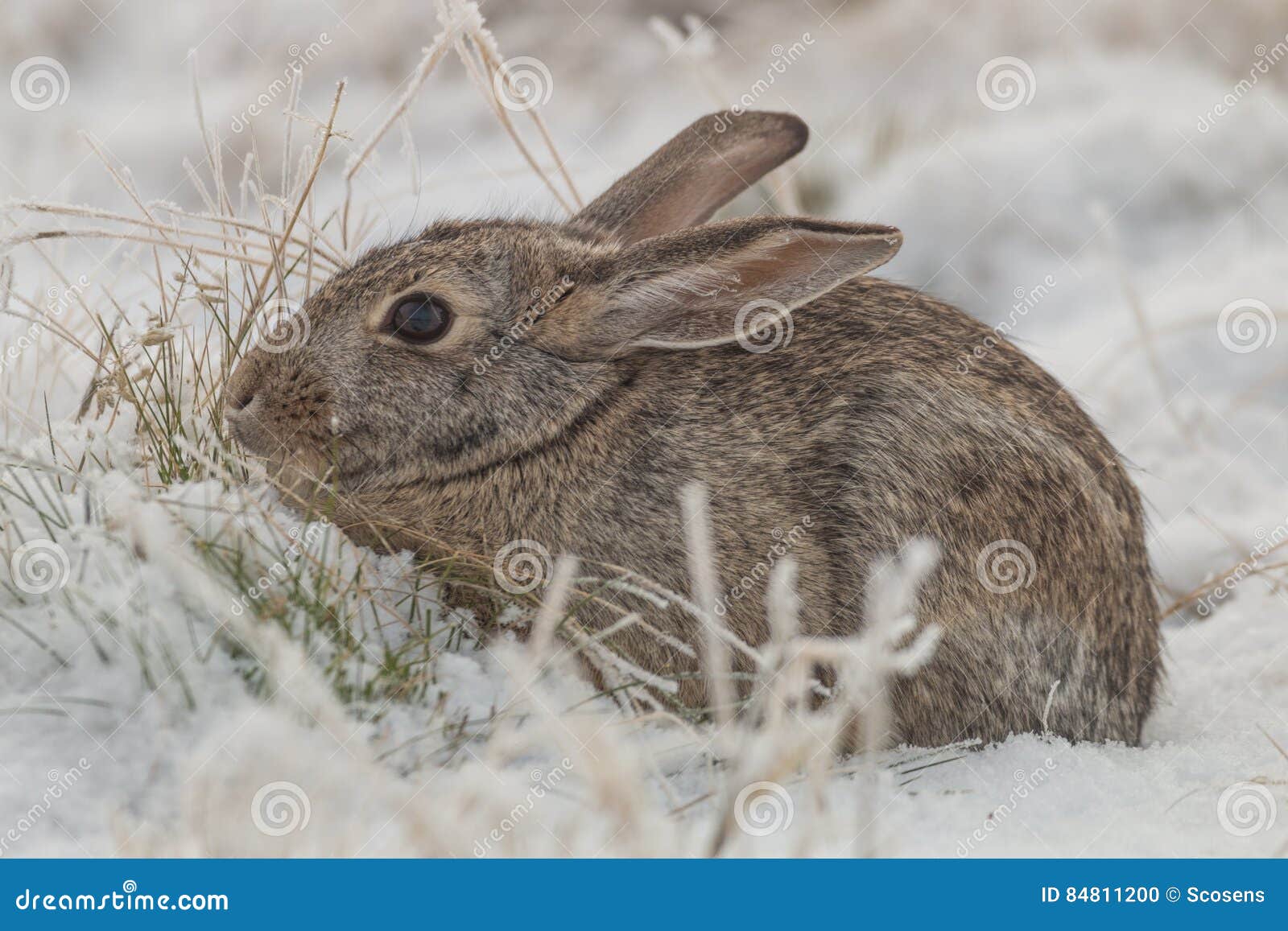 Cottontail Rabbit in Winter Stock Photo - Image of winter, mammal: 84811200
