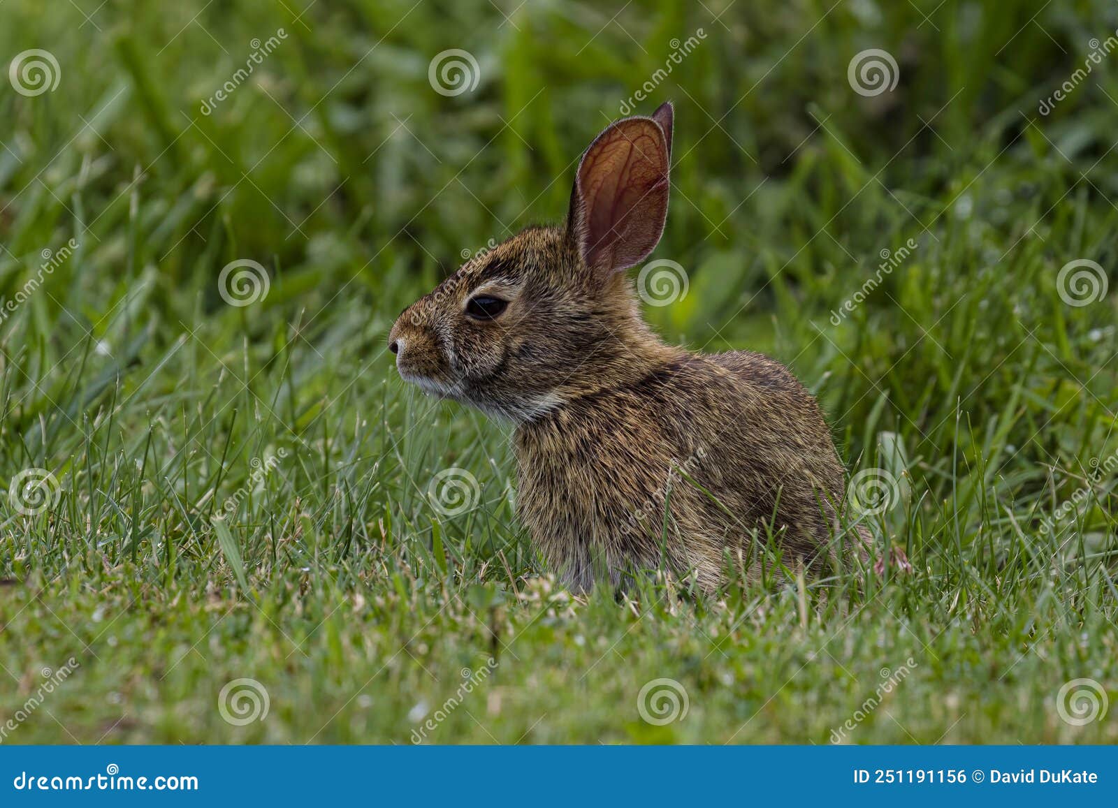 Cottontail rabbit stock photo. Image of nature, rabbit - 251191156