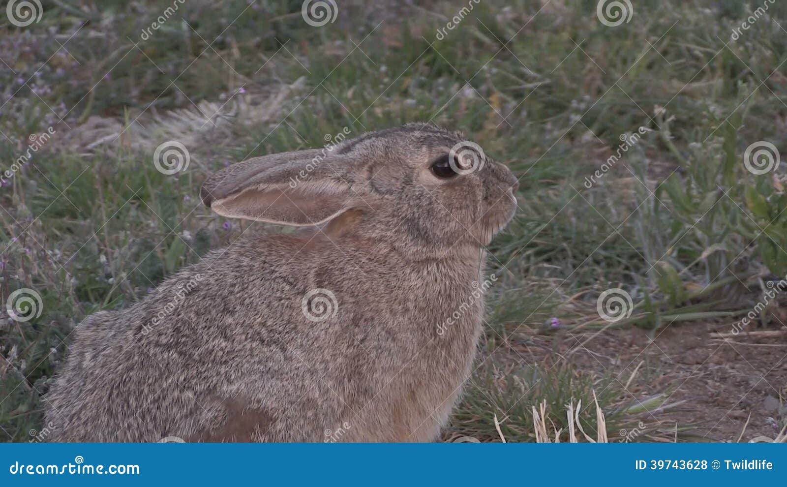 Cottontail Rabbit Zoom Out stock footage. Video of herbivorous - 39743628
