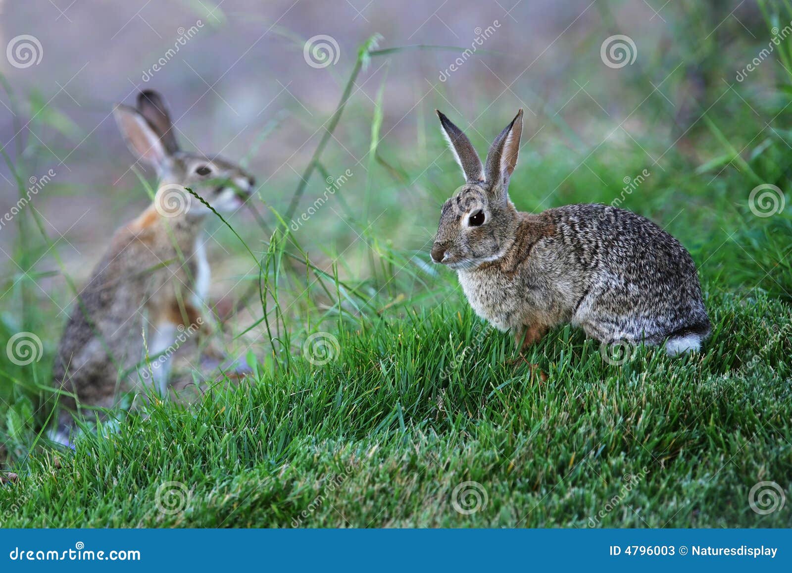 Cottontail Rabbits stock image. Image of format, green - 4796003