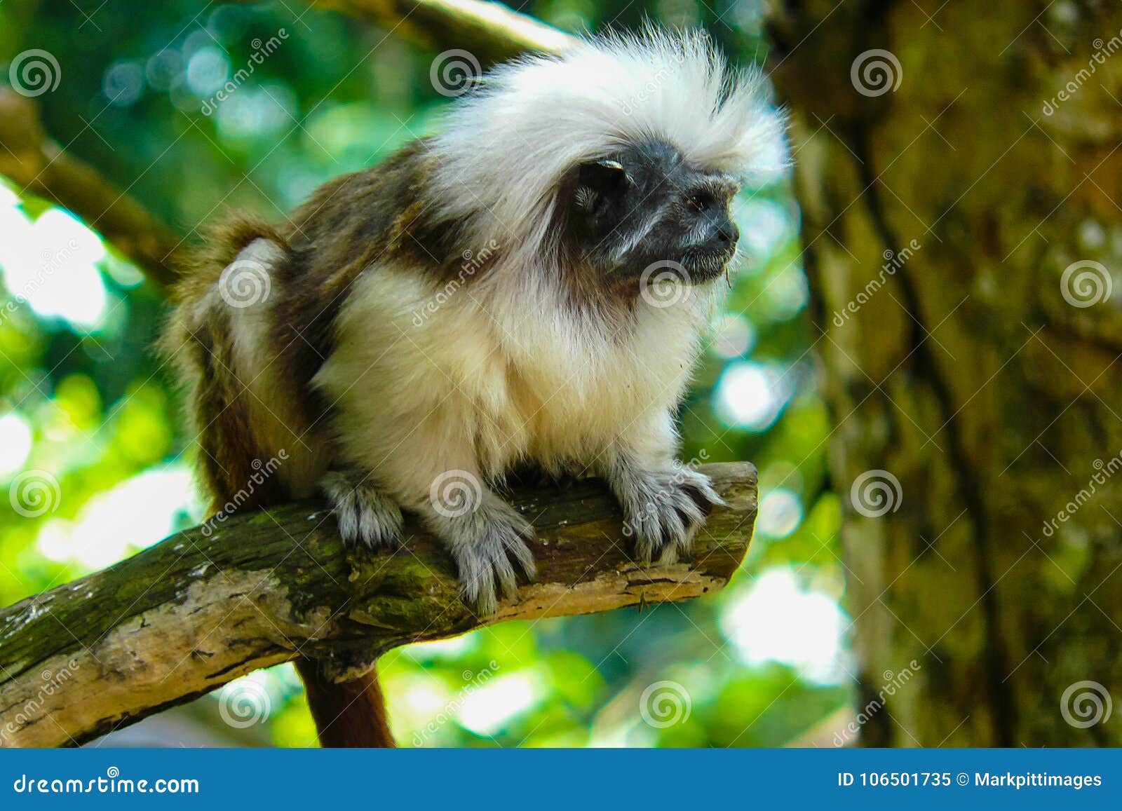 Cottontop Tamarin Monkey Portrait on the Jungle Stock Image - Image of ...