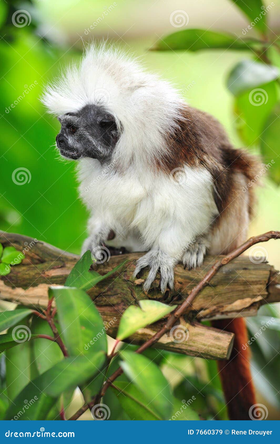 Cottontop Tamarin or Pinche Tamarin Stock Image - Image of animalia ...