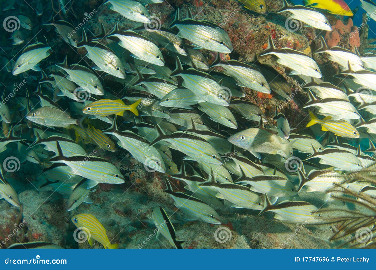 Cottonwick Grunts, Boca Raton, Florida Stock Photo - Image of life ...