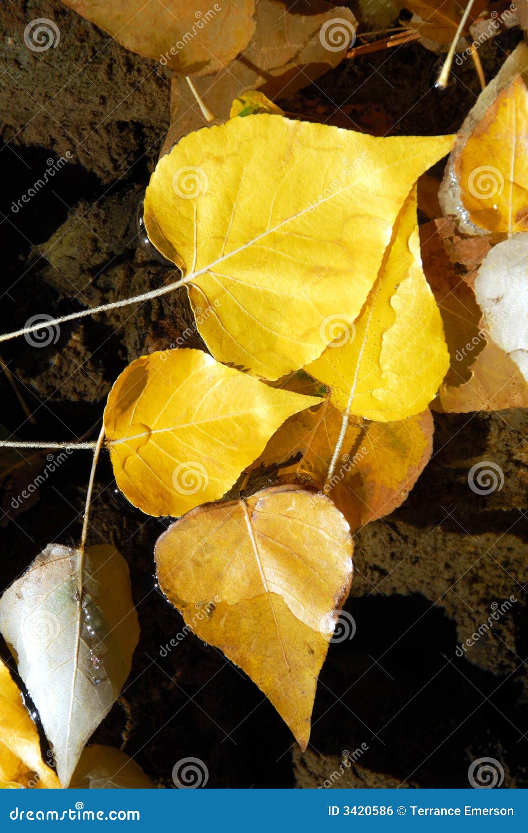 Cottonwood Leaves in Stream Stock Photo - Image of seasonal, cotton ...