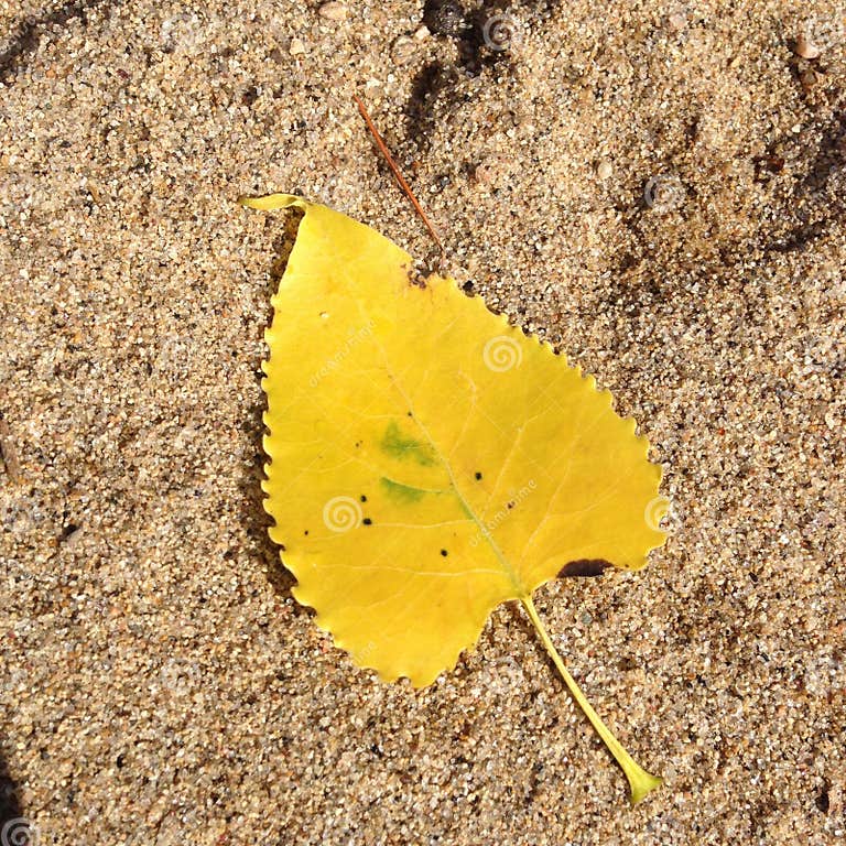 Cottonwood Tree Leaf stock photo. Image of tree, sandy - 84828726