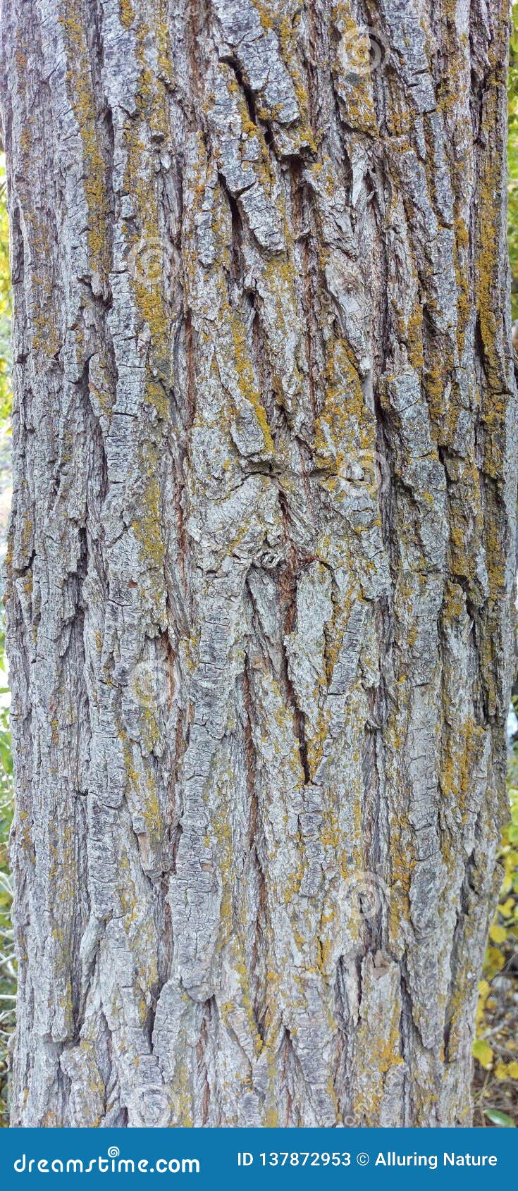 Cottonwood Tree Trunk stock image. Image of deep, tree - 137872953