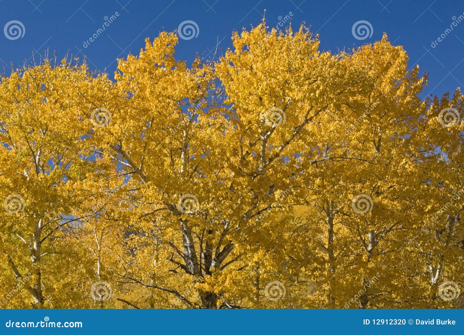 Cottonwood Trees in the Fall Stock Photo - Image of grove, meadows ...