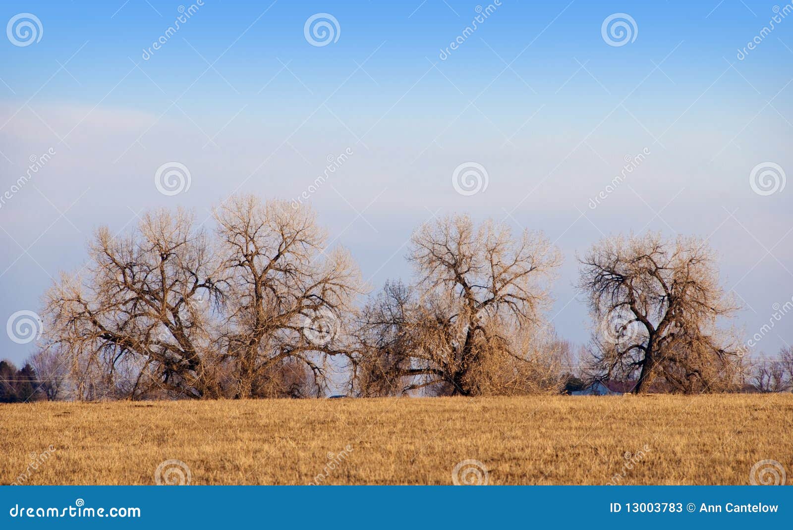 Cottonwoods on the Colorado Prairie Stock Image - Image of high ...