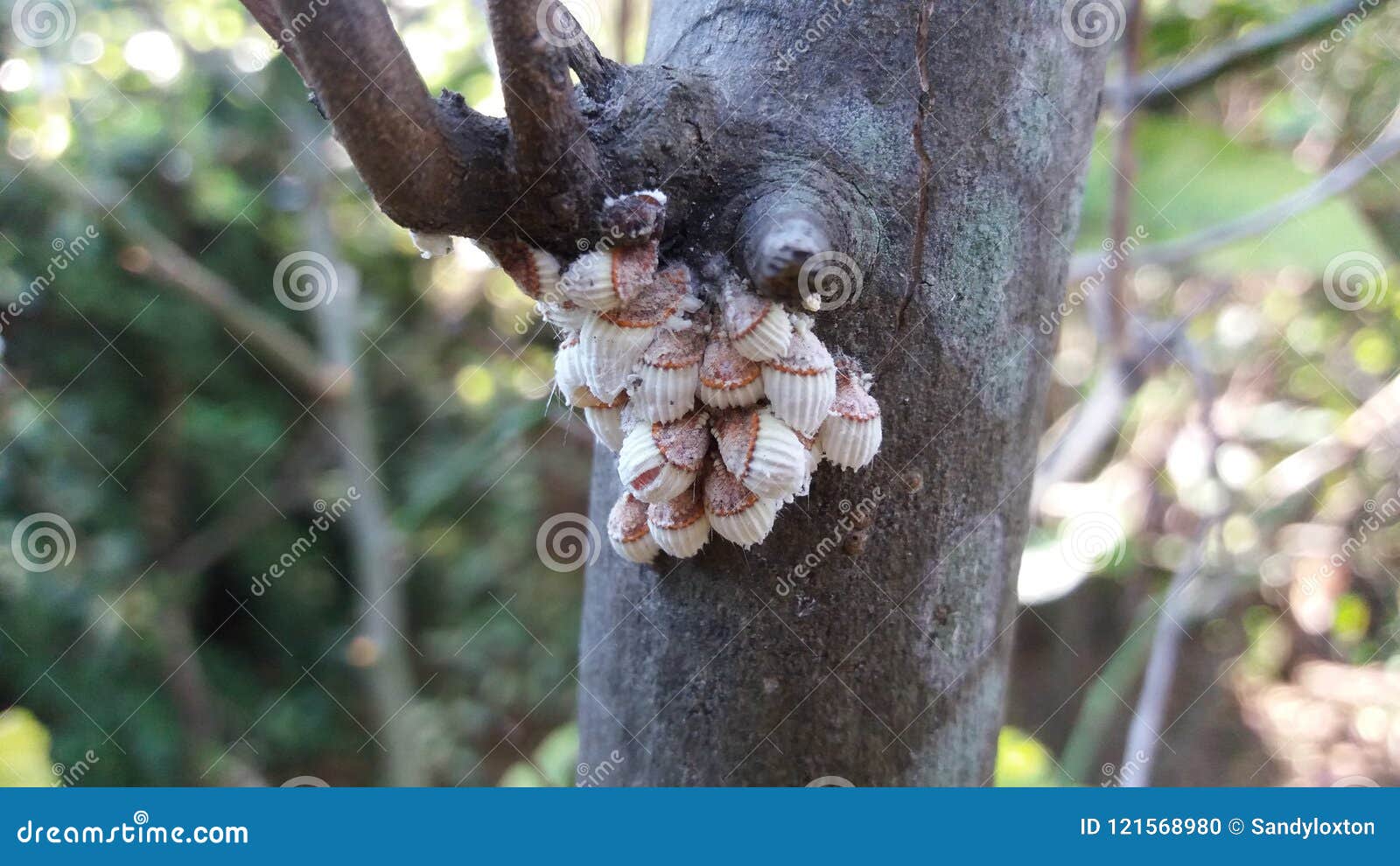 Cottony Cushion Scale Insect Also Known As Icerya Purchasi Which Are ...