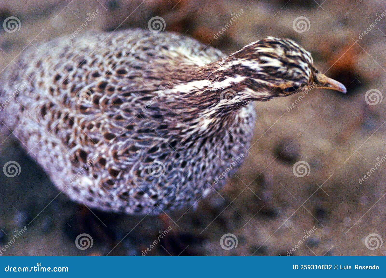 Coturnix coturnix quail stock photo. Image of organism - 259316832