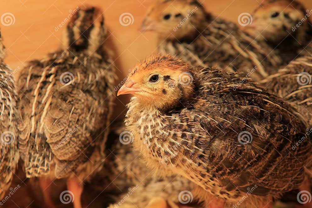 Coturnix quail stock photo. Image of chick, quail, bird - 75608532
