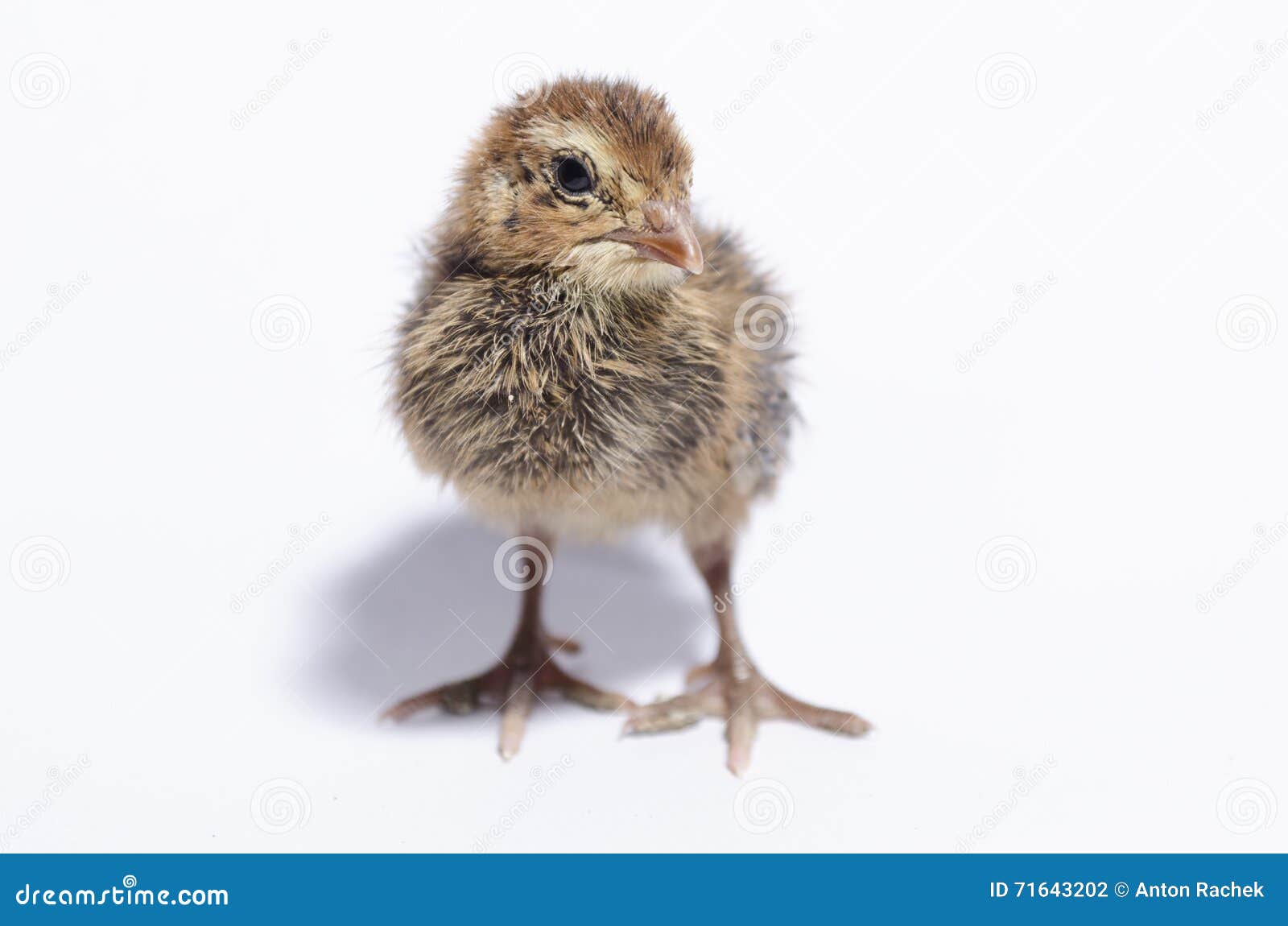 Coturnix on a White Background Stock Photo - Image of isolated ...