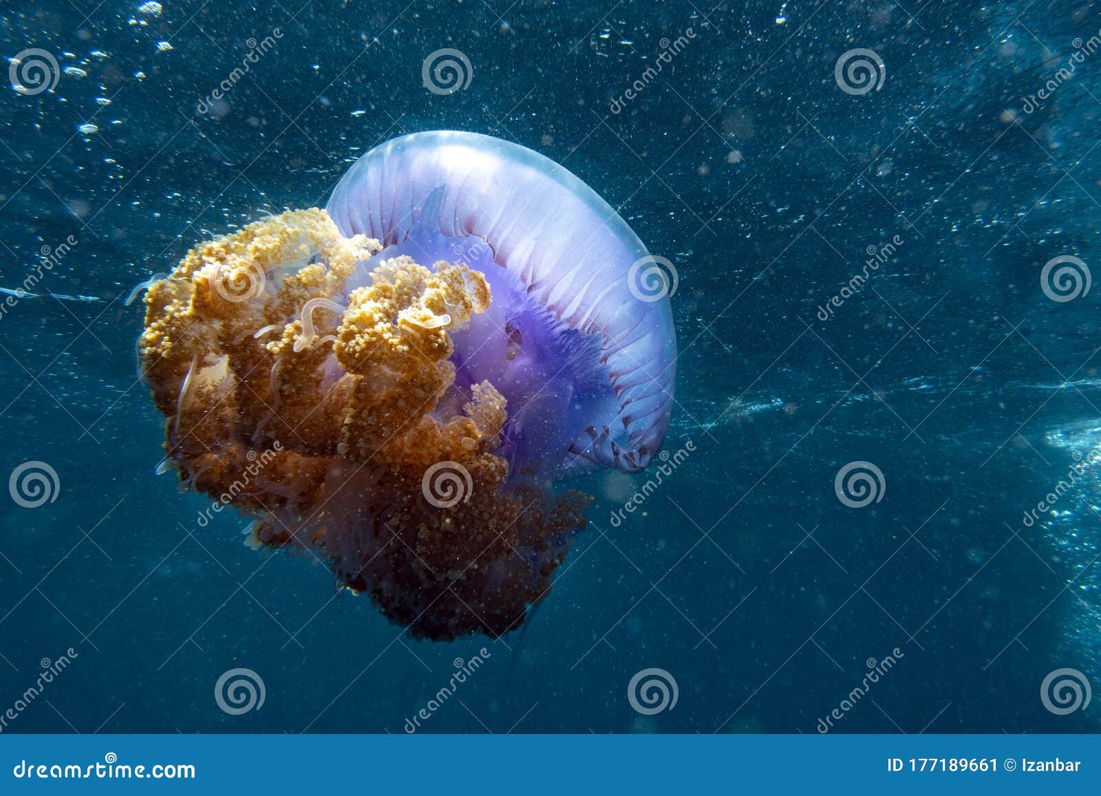Real Giant Jellyfish