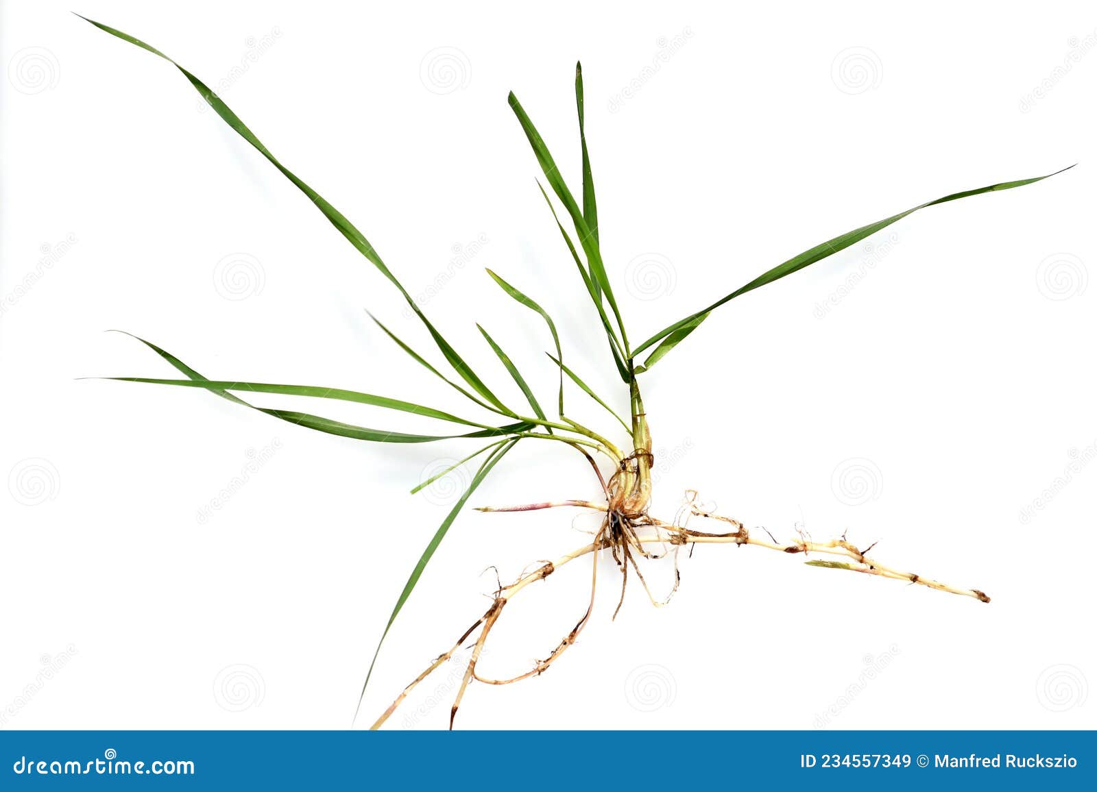 Couch, Agropyron repens stock image. Image of grass - 234557349