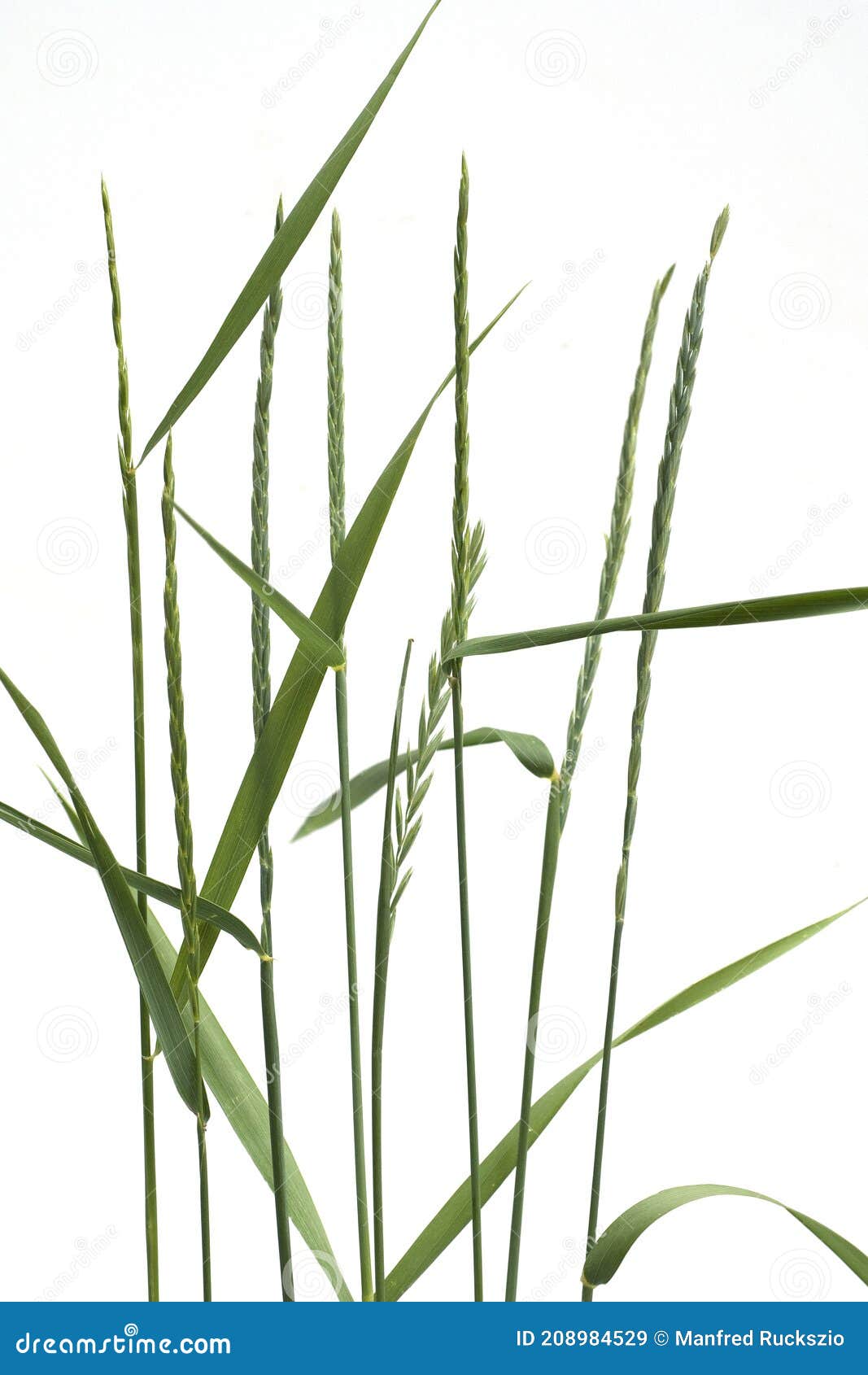 Agropyron Repens Stock Photos - Free & Royalty-Free Stock Photos from ...