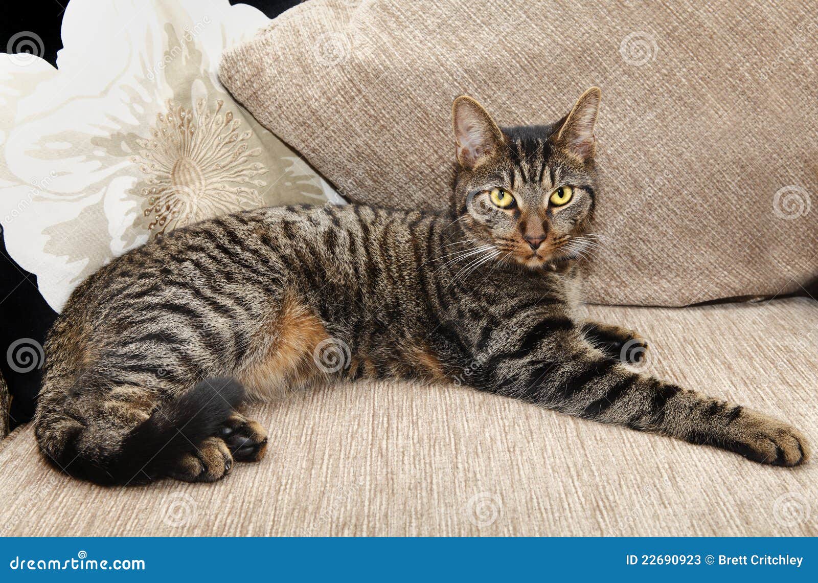 Couch cat stock image. Image of feline, couch, tabby - 22690923
