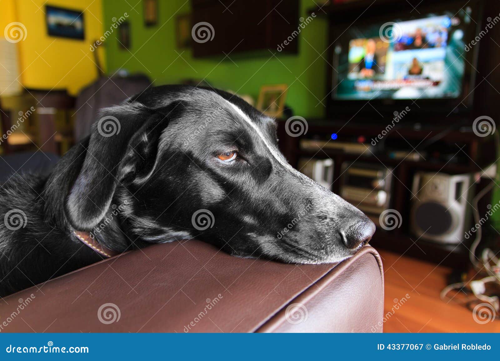 Couch potato stock image. Image of cute, comfortable - 43377067