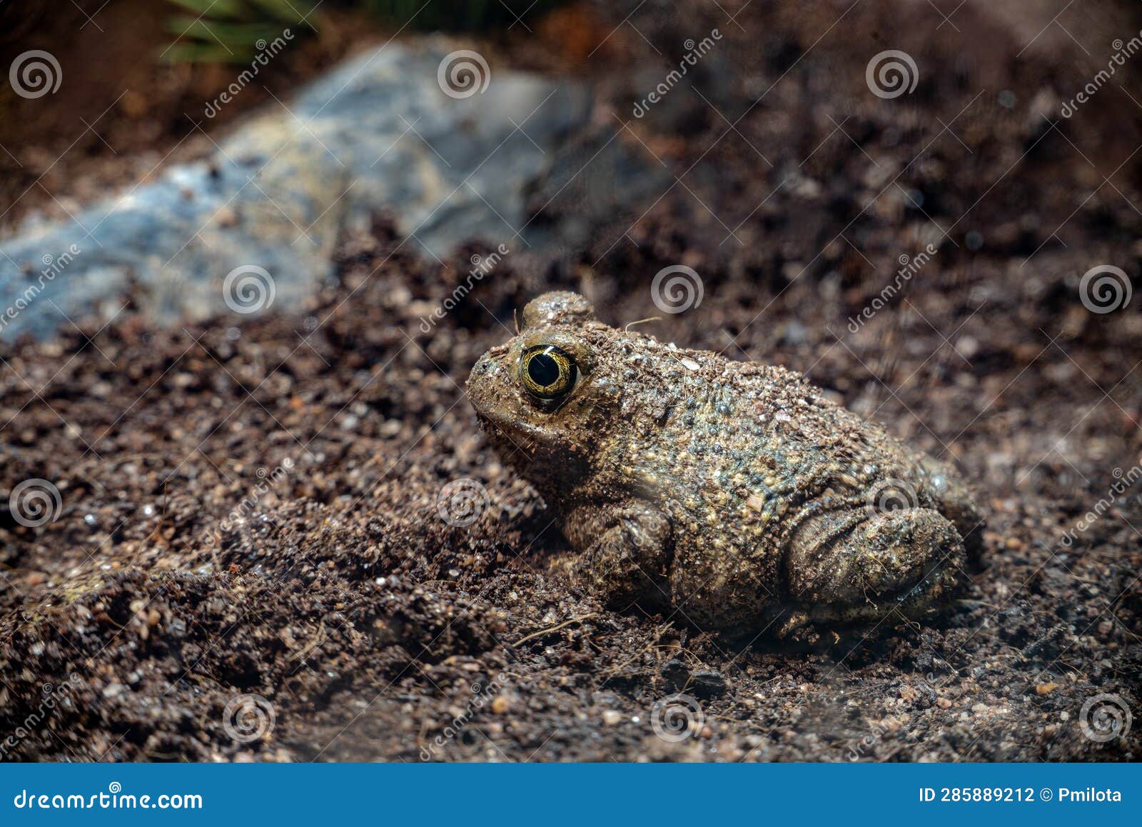 Couch S Spadefoot Toad in Mud Stock Photo - Image of natural, skin ...