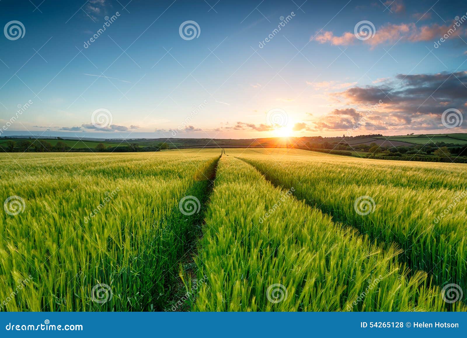 Coucher Du Soleil Au-dessus Des Champs D'orge Photo stock - Image du ...