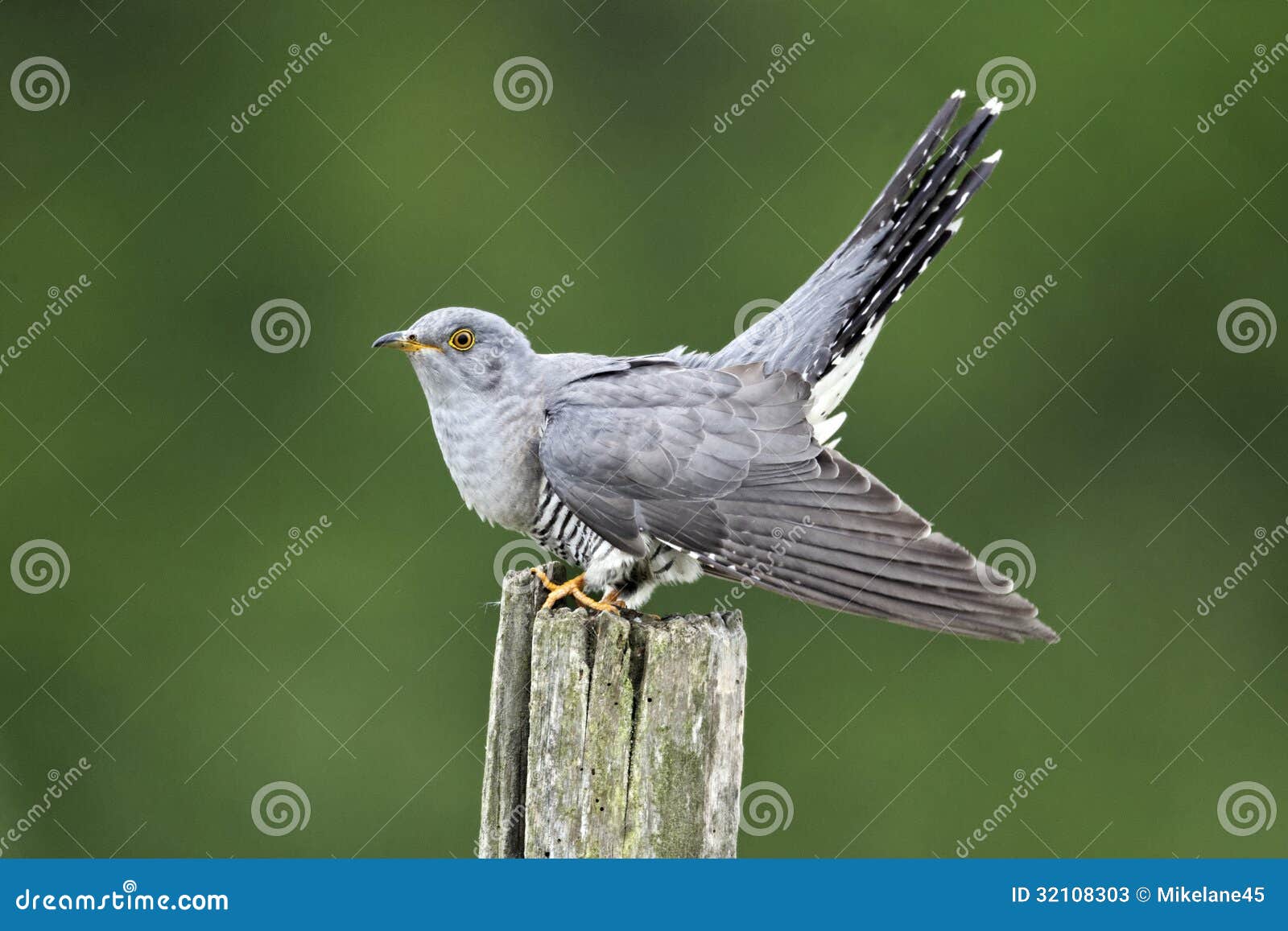 Coucou, canorus de Cuculus image stock. Image du coucou - 32108303