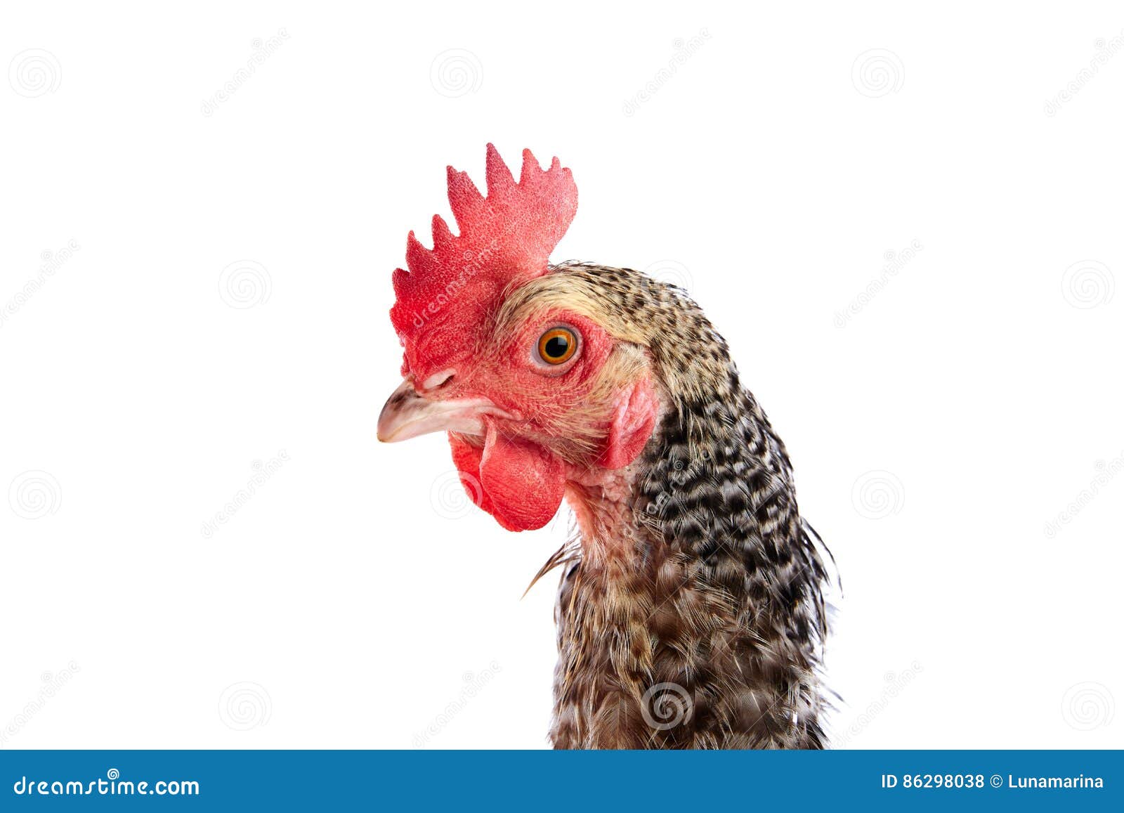 Coucou Cou Marans Hen from France Stock Photo - Image of gobbler, cute ...