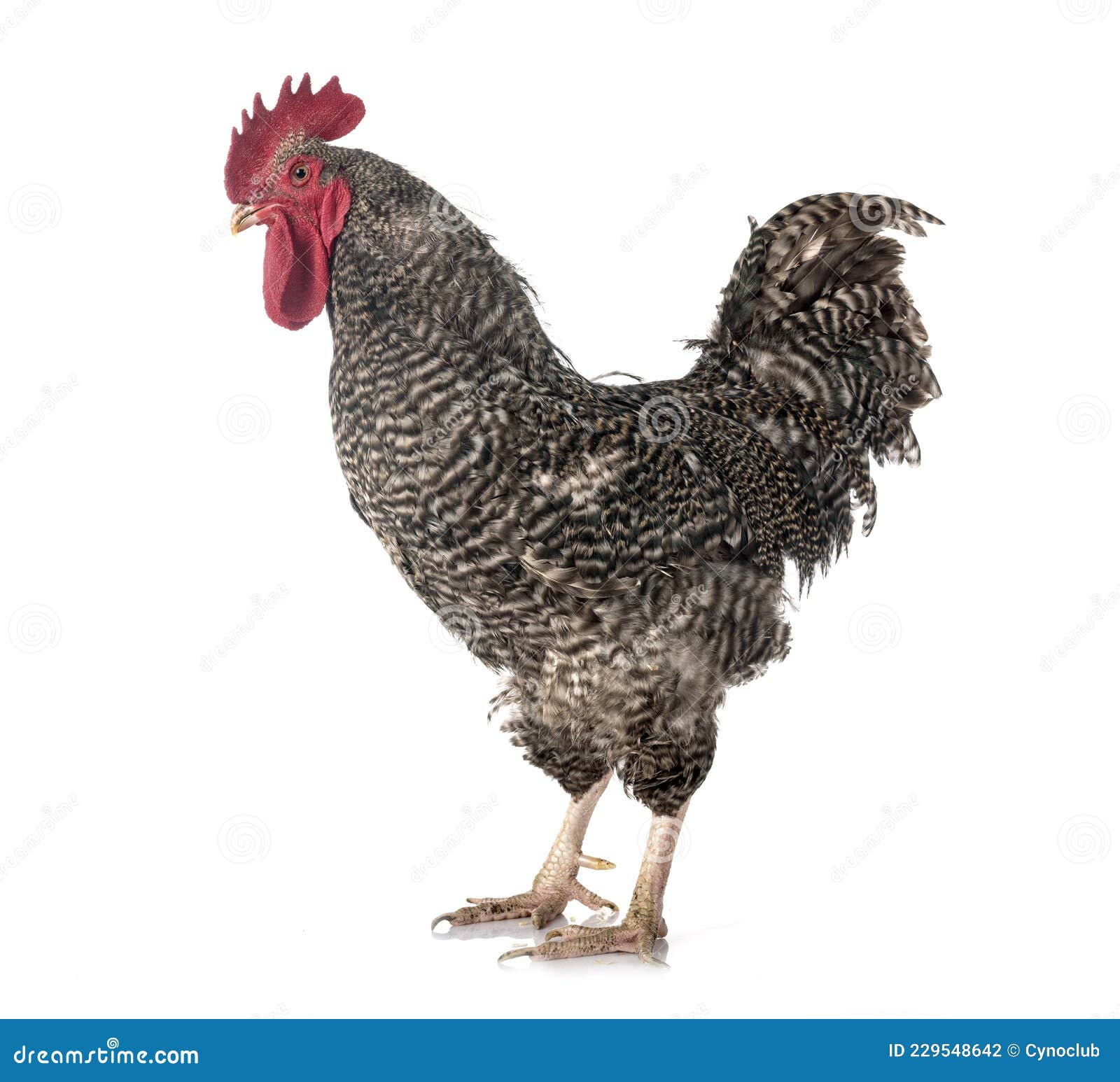 Coucou de Rennes stock photo. Image of background, chicken - 229548642