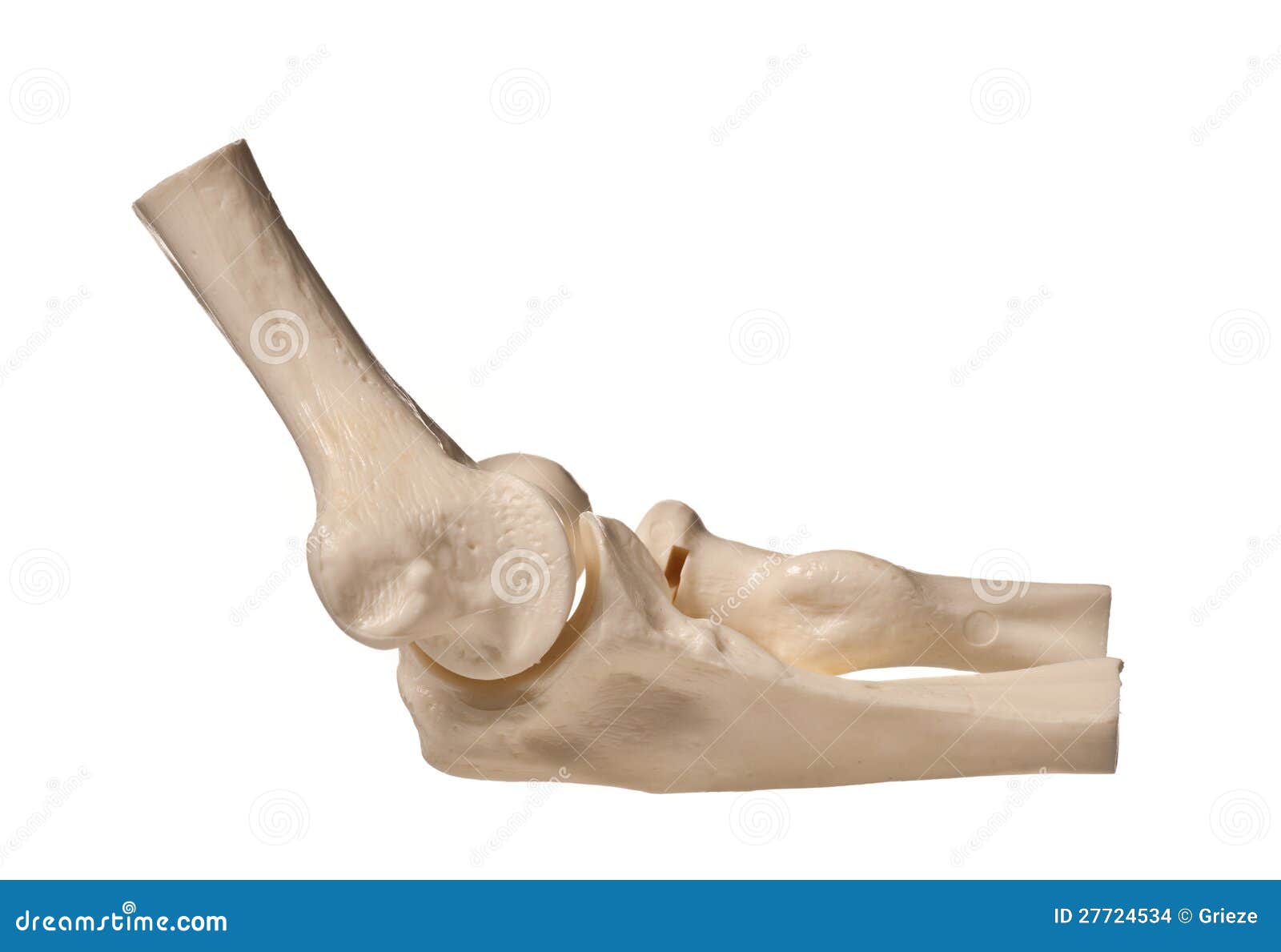 Coude humain photo stock. Image of humain, médecine, complexe - 27724534