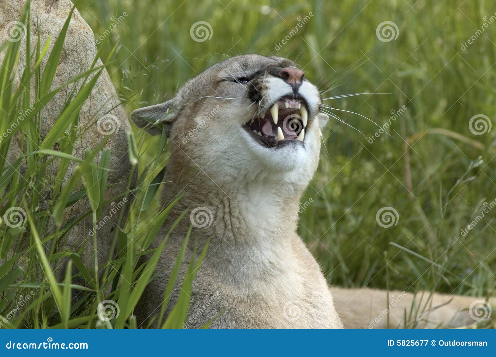 Cougar stock image. Image of mountain, wildcat, hunter - 5825677