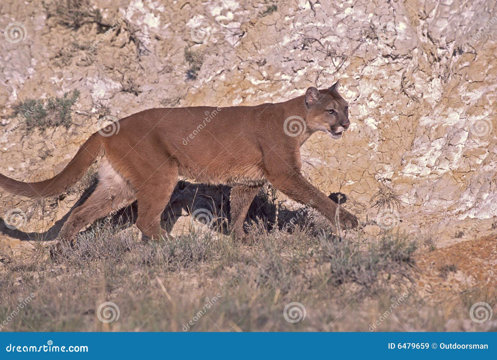 Cougar stock image. Image of puma, animal, predator, outdoors - 6479659