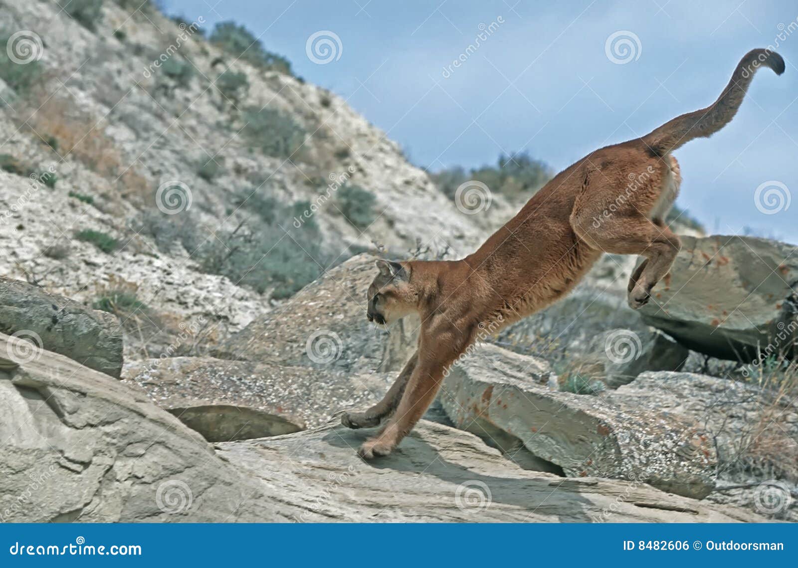 Cougar stock photo. Image of wildlife, puma, jumping, cougar - 8482606