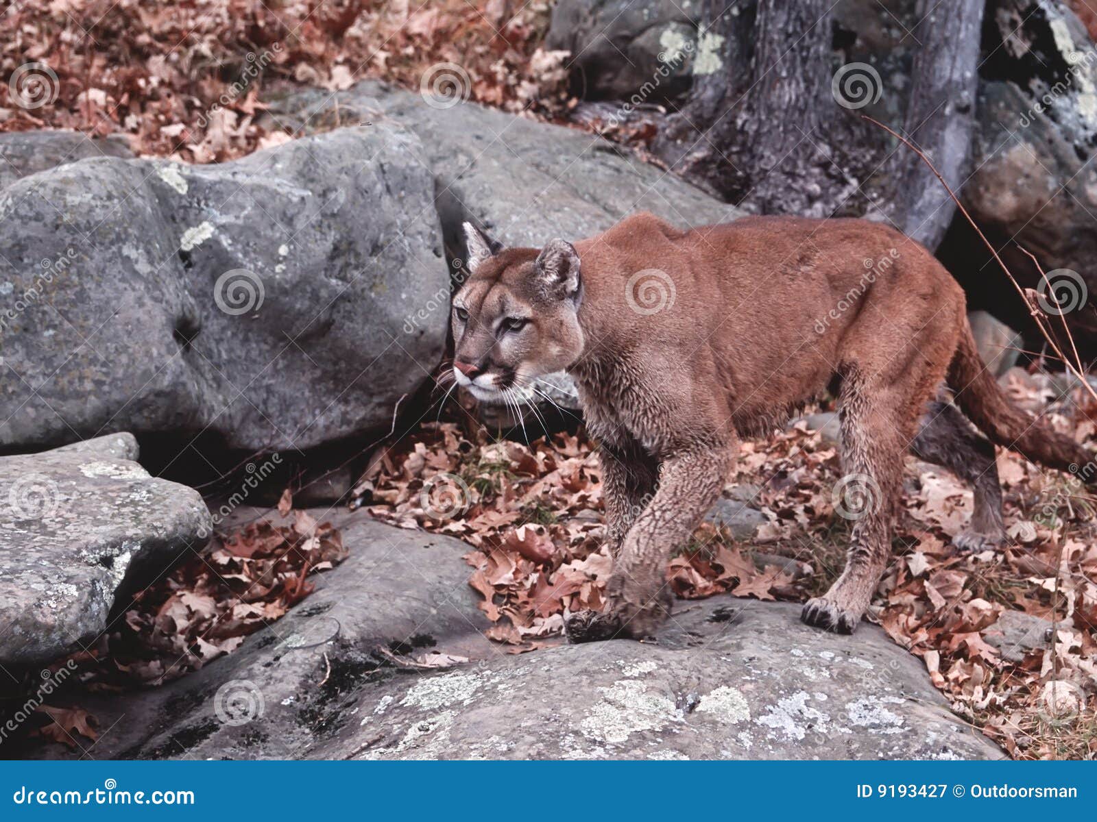 Cougar stock image. Image of wildcat, predator, animal - 9193427