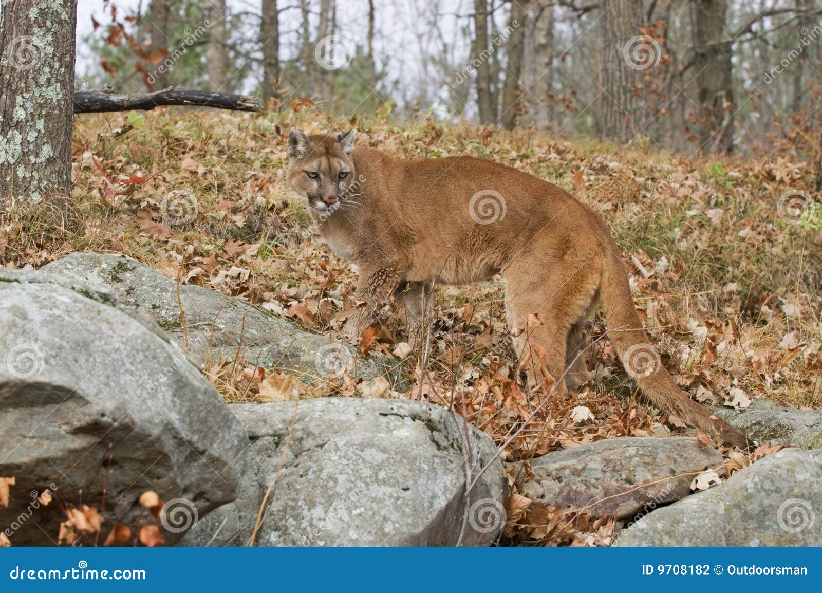 Cougar stock photo. Image of wildcat, puma, wildlife, animal - 9708182