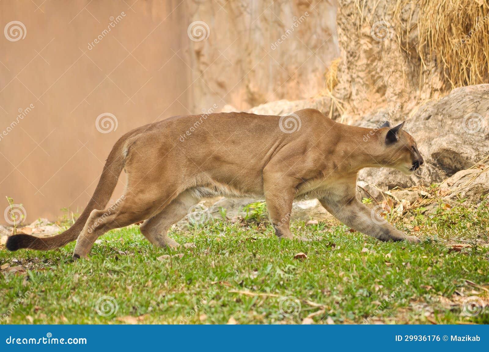 Cougar stock photo. Image of lake, mammal, concolor, pounce - 29936176