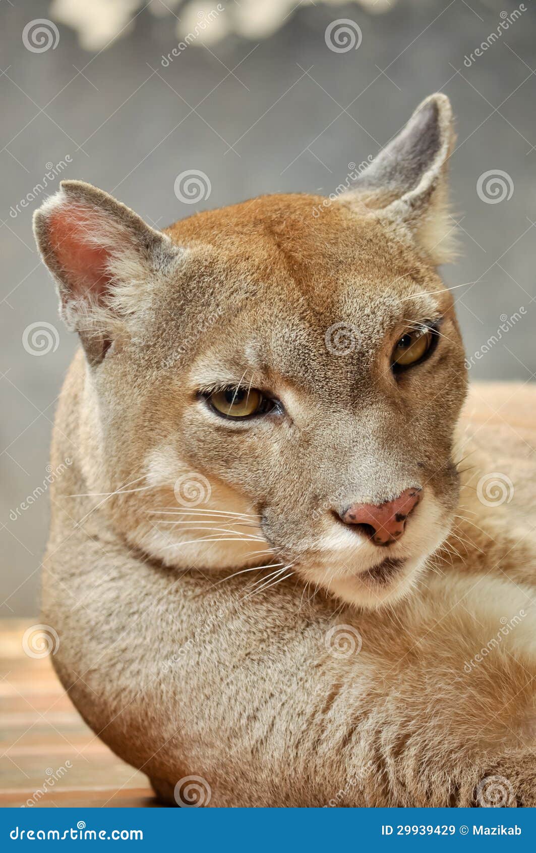 Cougar stock image. Image of fierce, muscle, large, arizona - 29939429
