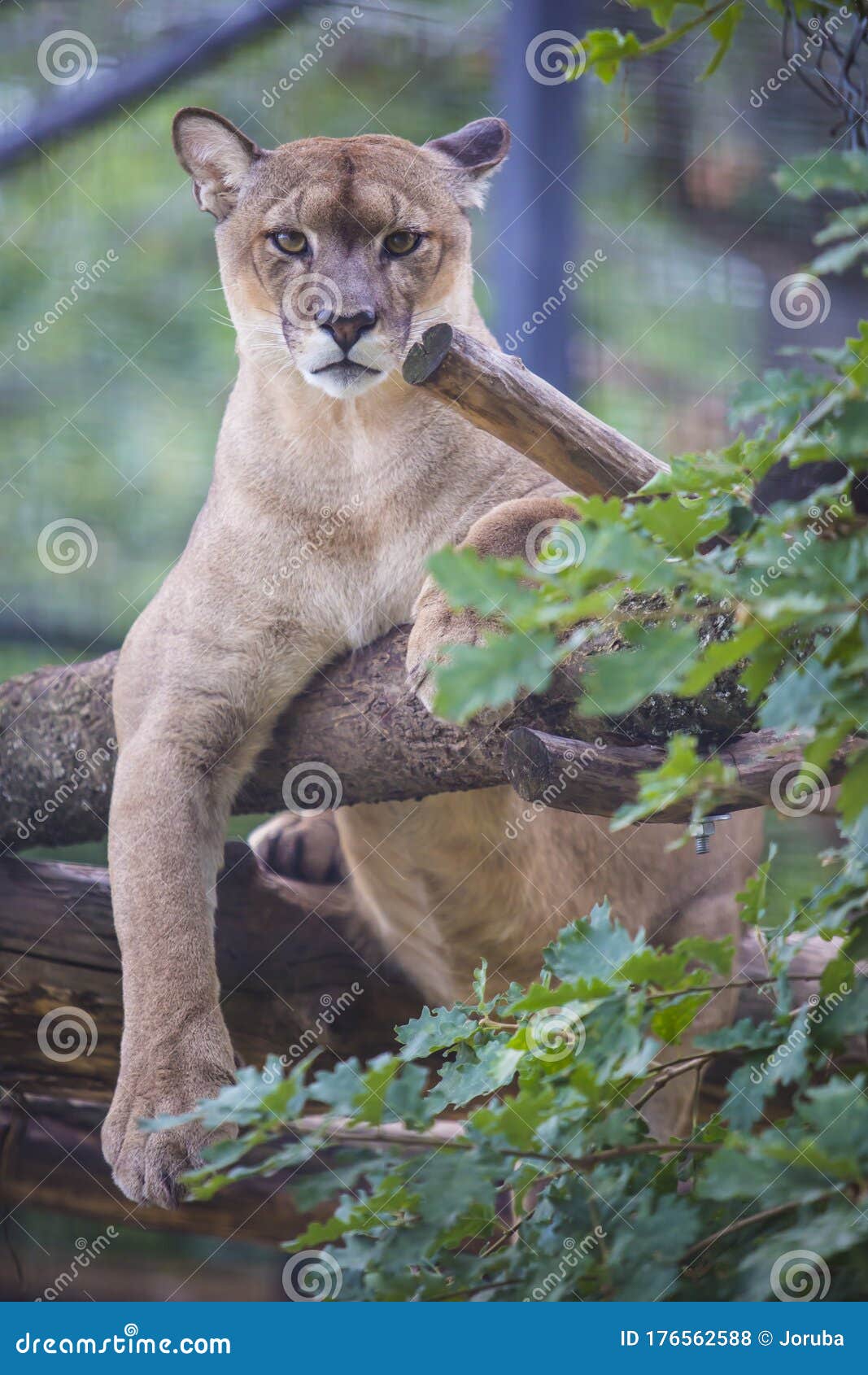 Cougar Animal Relax on Tree Stock Photo - Image of feline, animal ...