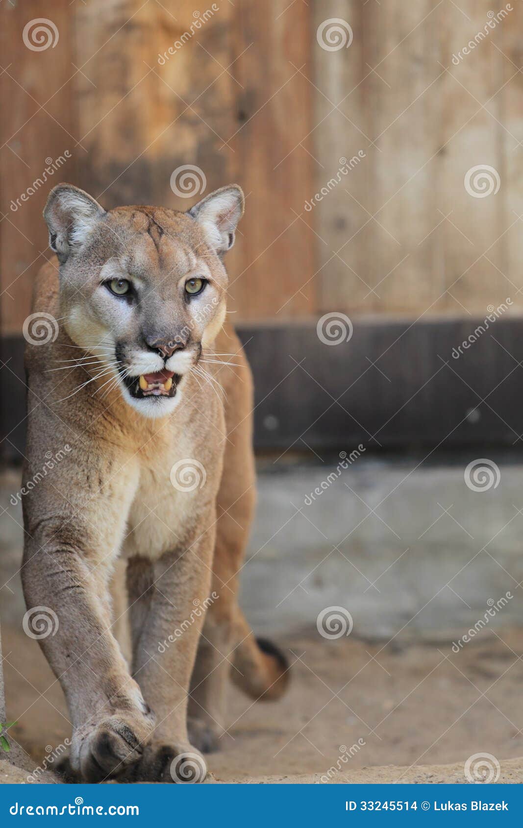 Cougar stock photo. Image of approaching, felid, cougar - 33245514