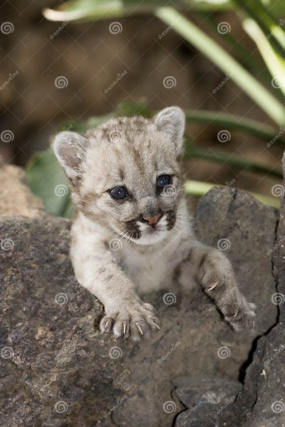 Cougar baby puma stock photo. Image of baby, face, mountain - 9327958