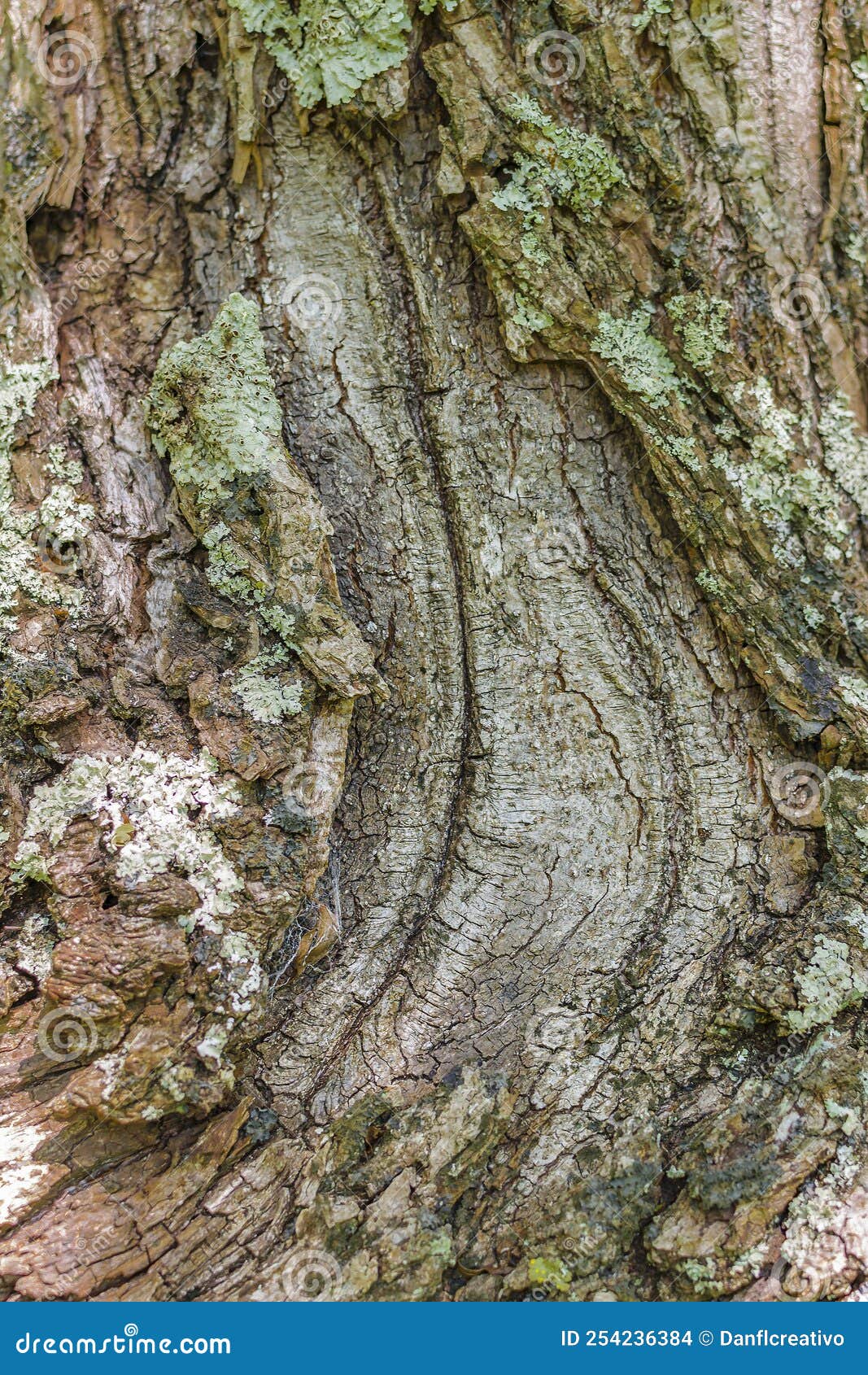 Cougar claws on tree bark stock photo. Image of crust - 254236384