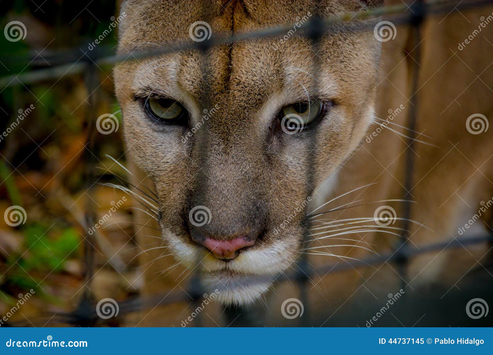 Cougar face closeup stock image. Image of belize, beast - 44737145