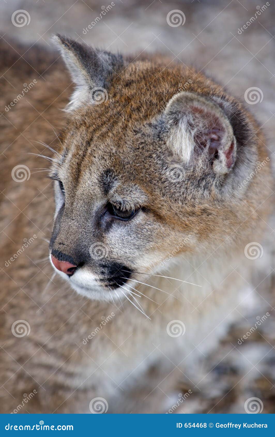 Cougar (Felis Concolor) Looks To Left Stock Photo - Image of mountain ...
