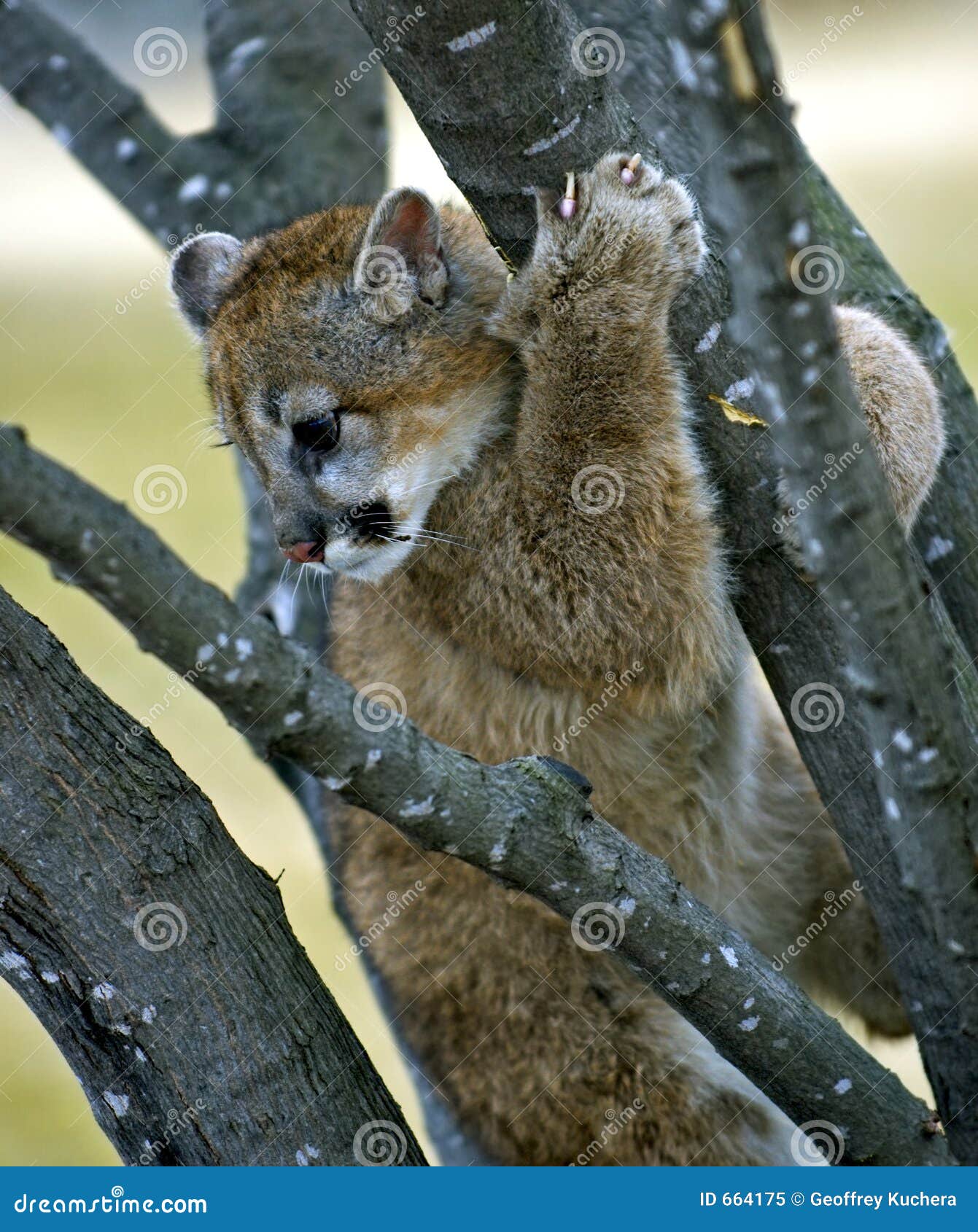 Cougar (Felis Concolor) Stuck in a Tree Stock Image - Image of furry ...