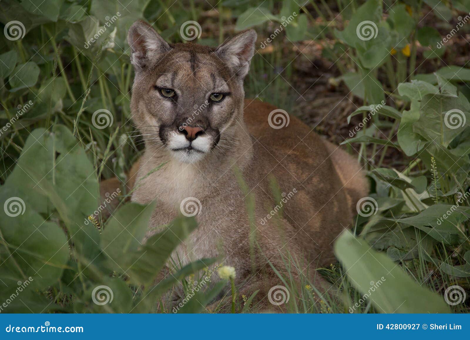 Cougar In Grass Royalty-Free Stock Photography | CartoonDealer.com ...