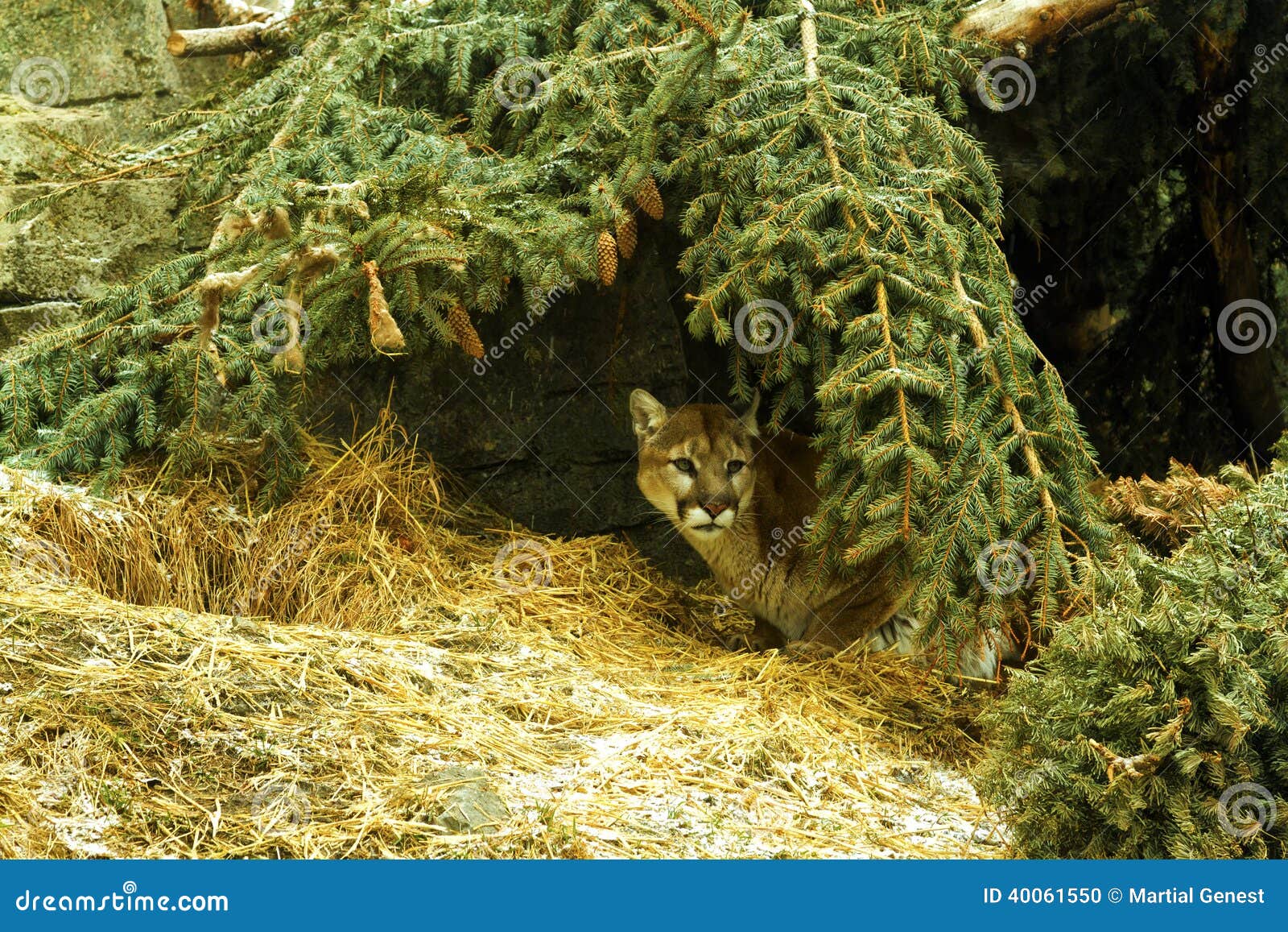 Cougar hiding stock photo. Image of straw, puma, canada - 40061550