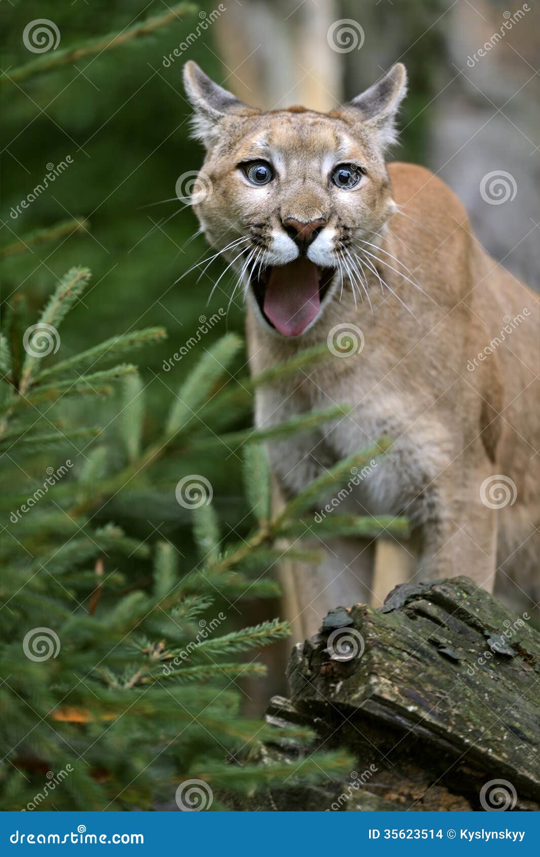 Cougar stock photo. Image of predator, agile, portrait - 35623514